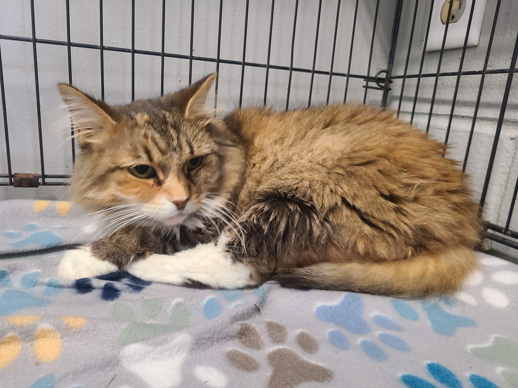 Animal shelter’s pets of the week | Athens The News Courier