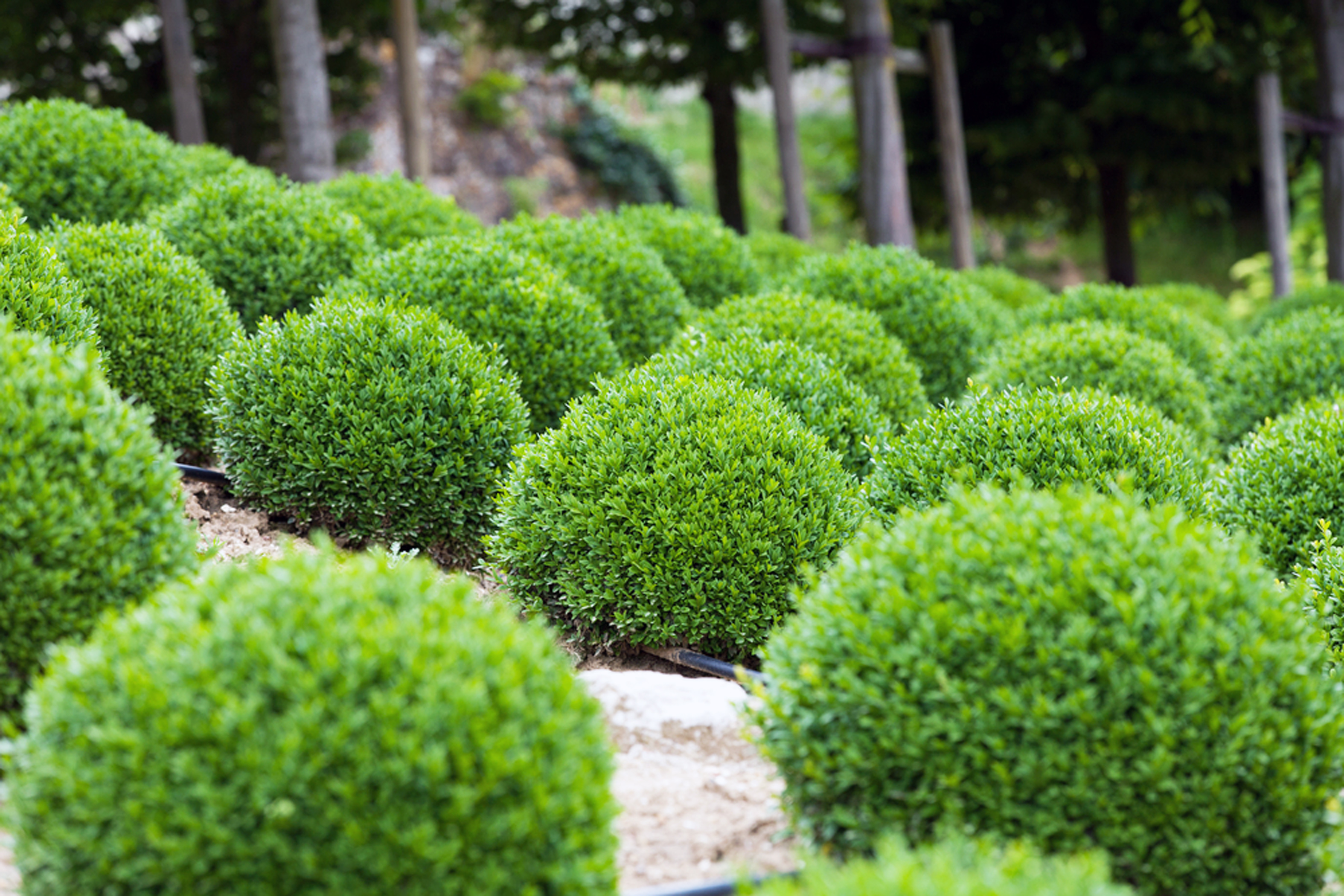 HOME, LAWN & GARDEN 2015: Azaleas, boxwoods are hardy ornamentals ...