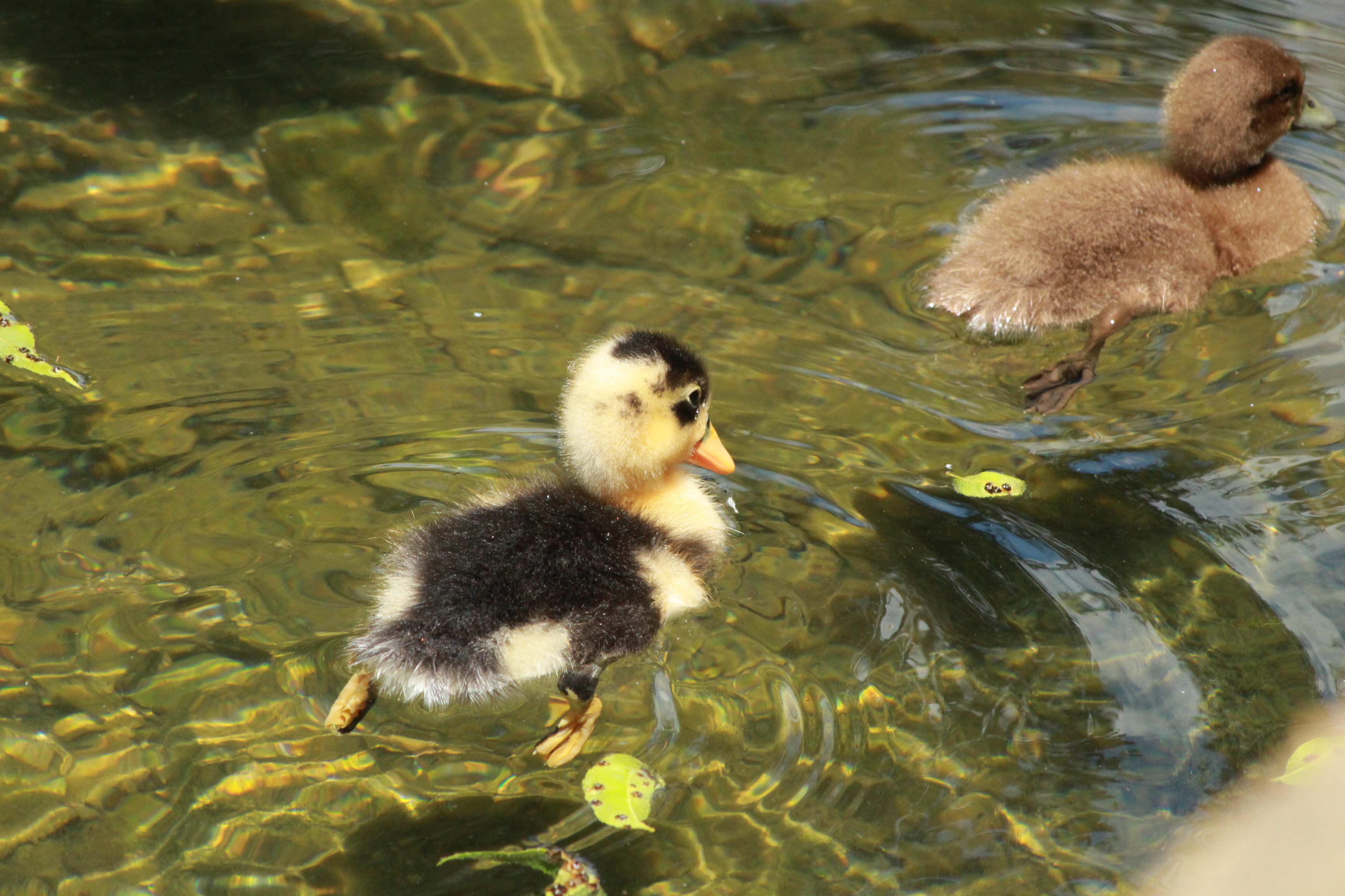 Rowing softly home: 16 ducklings paddling about The Duck Pond | Athens ...