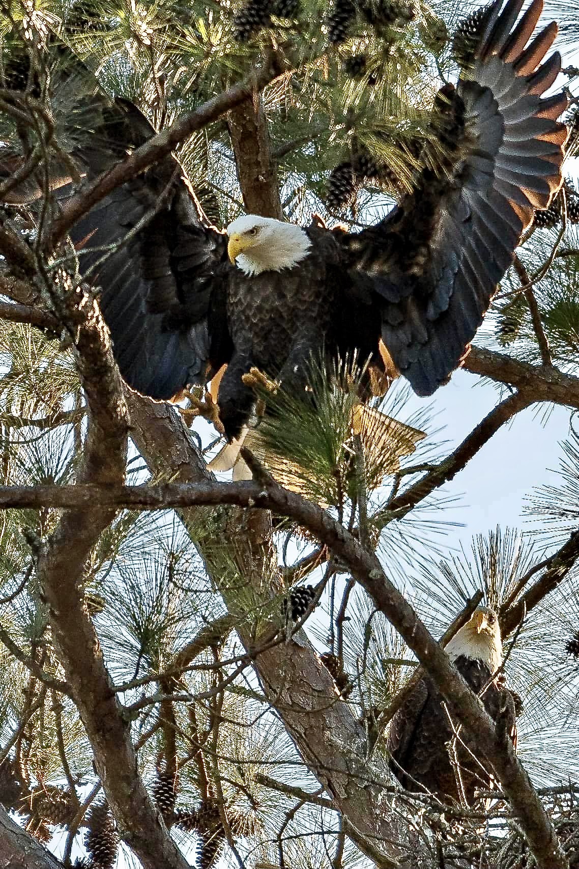 Eagle Awareness Weekends planned for early 2023 at Lake Guntersville ...