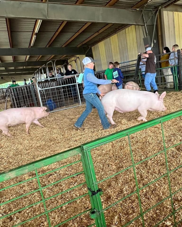 Local students to participate in 4-H Pig Squeal competition | Athens ...