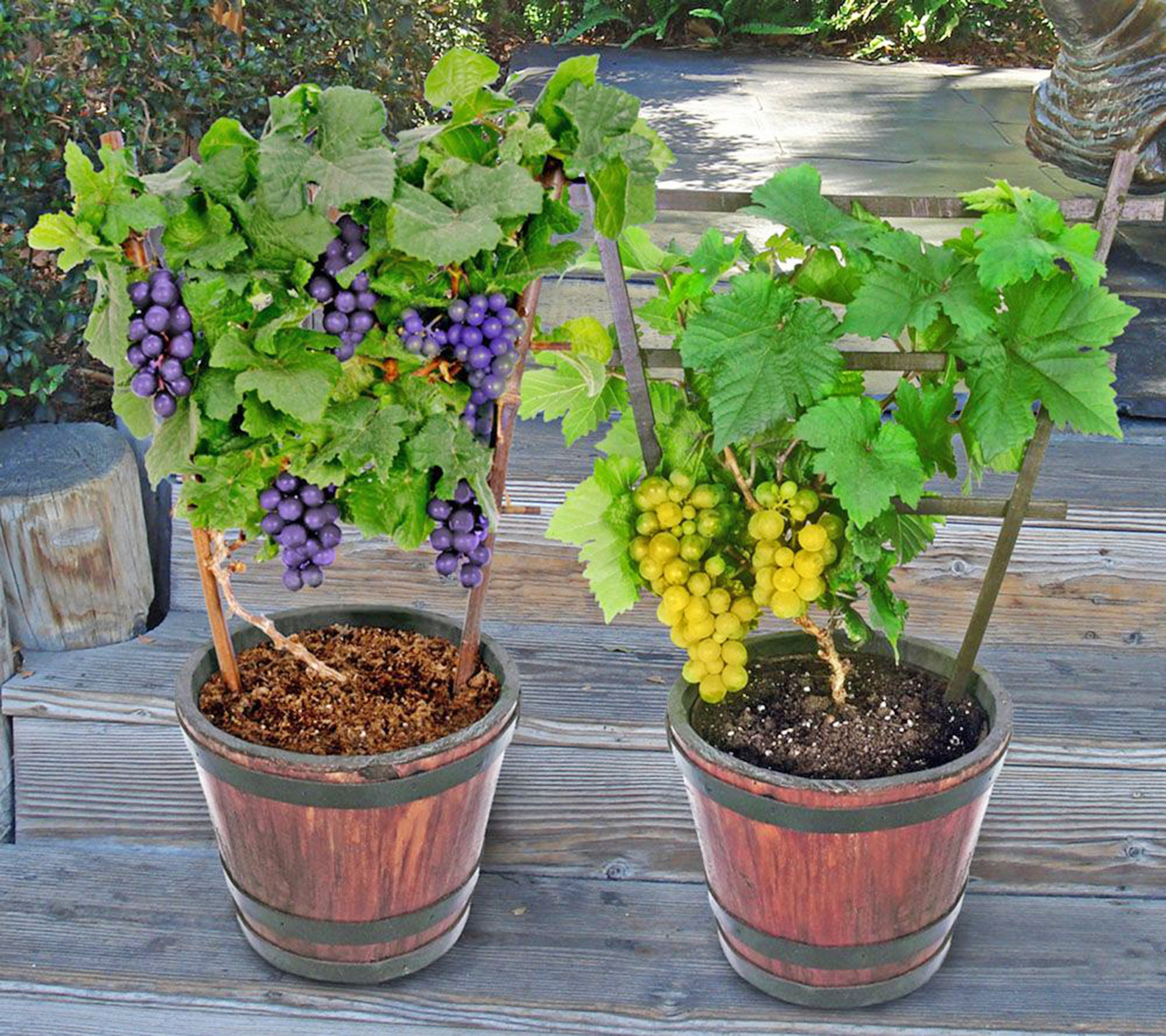 ONE GARDENER TO ANOTHER: How to succeed at container-grown grapes ...
