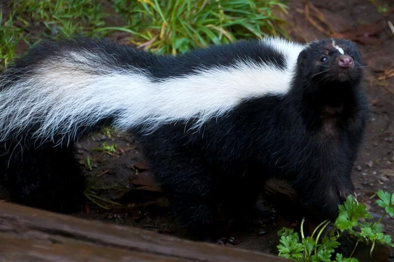 HOME & GARDEN SPOT: Don’t get skunked — Living with our native skunks ...