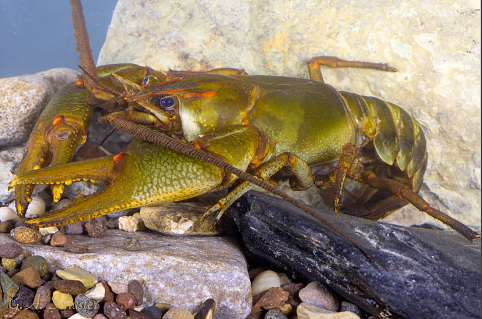 Outdoors Alabama: WFF updating plan for Imperiled and at-risk species ...